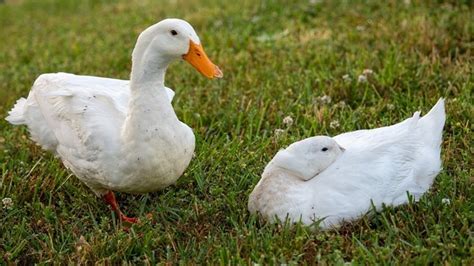 КОШМАР Избиват 13 хиляди патици в българска ферма