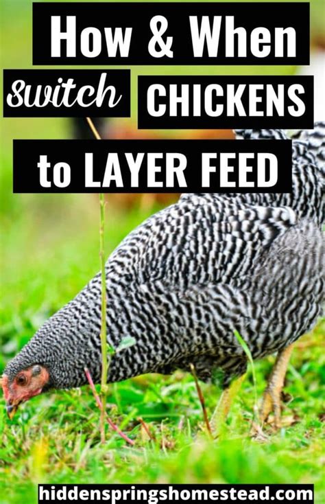How When To Switch Chickens To Layer Feed