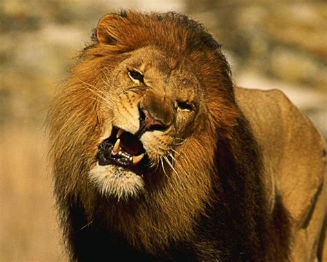 რატომ არის ლომი ცხოველთა მეფე კითხვაზე პასუხი