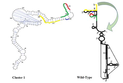 Team Ionis Paris Modeling Rnafolding