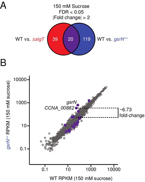 Comparative Rna Seq Analysis Uncovers Candidate Targets Of Gsrn Under