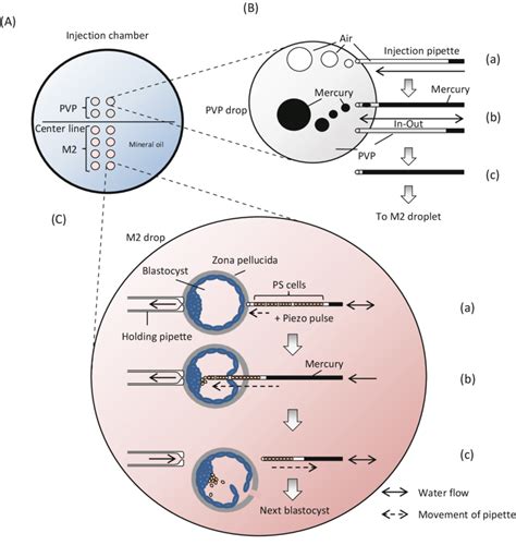 Microinjection Of Ps Cells A An Illustration Of An Injection Download Scientific Diagram