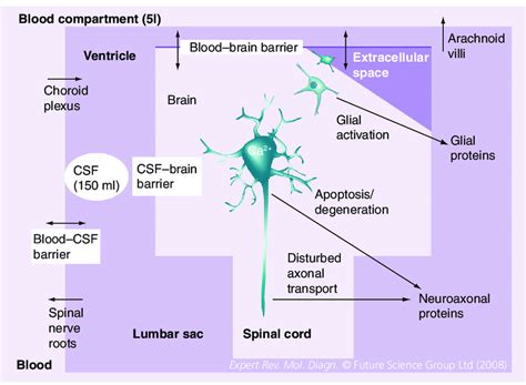 Compartments Of The CNS And Circulation Of The CSF Due To The Close Download Scientific