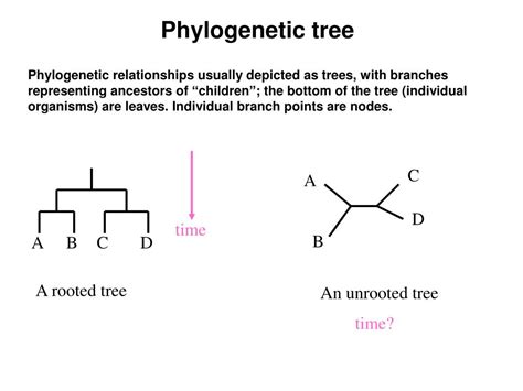Ppt Rna Functions Structure And Phylogenetics Powerpoint