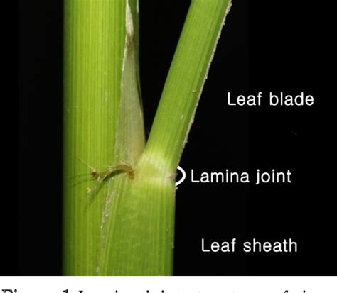 Figure 1 From Genetic Analysis Of A Leaf Angle Mutant In Rice Semantic Scholar