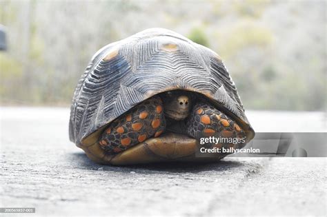 turtle hiding in shell stockfoto getty images