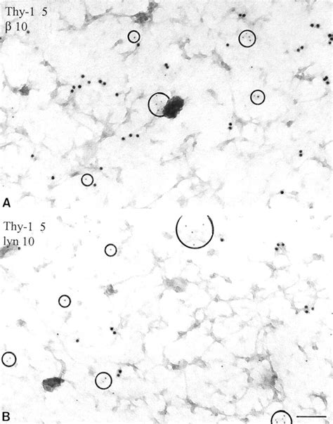 Thy 1 Is Distributed In Singlets And Small Clusters Over The Rbl Cell Download Scientific