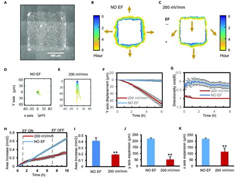 Efs Induce Collective Electrotaxis Of Large Epithelial Sheets That Download Scientific Diagram