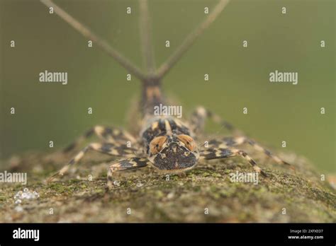 Flathead Mayfly Nymph Heptagenia Flava Underwater Europe June Controlled Conditions Stock