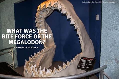 What Was The Bite Force Of The Megalodon A To Z Dinosaurs