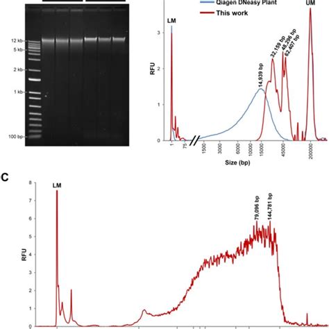 Optimized Genomic Dna Extraction Protocol A Agarose Gel