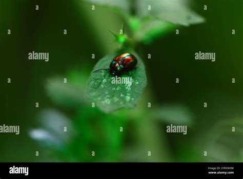 Bug In Leave Stock Photo Alamy