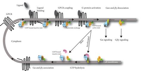 Classical view of Gαo signaling Overview of the different stages of Download Scientific