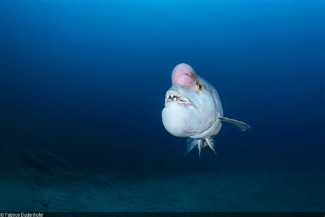 Kobudai Photographing The Transgender Fish