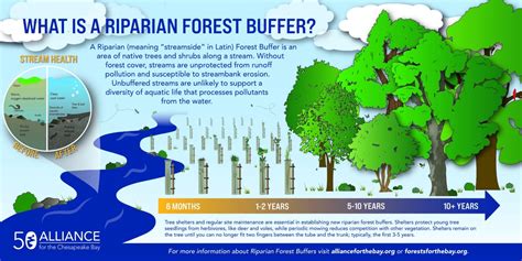 50 Stories What Is A Riparian Forest Buffer Alliance For The Chesapeake Bay