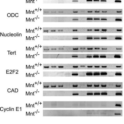 Mnt Max And Myc Max Complex Switching On Shared Target Genes A Download Scientific Diagram