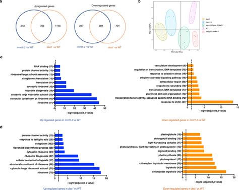 Differentially Expressed Genes Caused By The Rnmt1 2 And Dxo1 Download Scientific Diagram