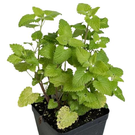 Catnip Potted Plant Order By 3pm For Next Day Delivery Healthwise Hypermarket