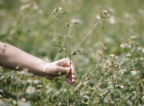 Mini Buds Cbd Nine Frequently Asked Questions Answered