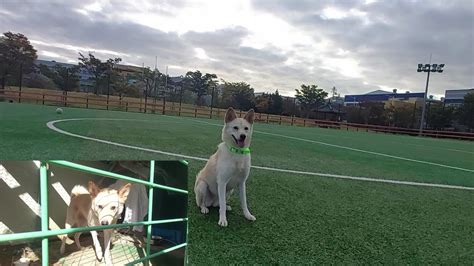 개장에서 무기력하게 살고 있는 공장 진돗개를 운동장에 데려가 목줄 풀어주면 벌어지는 일 이렇게 잘 달리고 이렇게 활기찬데 Youtube