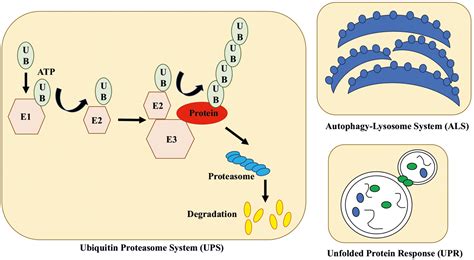 Proteostasis And Its Role In Disease Development Pmc