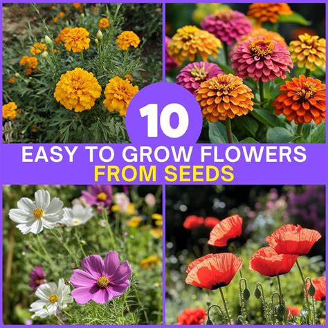 10 Easy To Grow Flowers From Seeds For A Gorgeous Garden