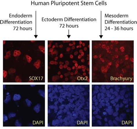 Endoderm Ectoderm And Mesoderm Differentiation Of Bg01v Human