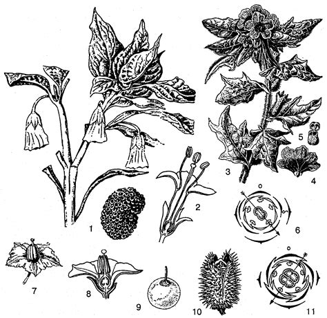 Плод пасленовых растений 72 фото