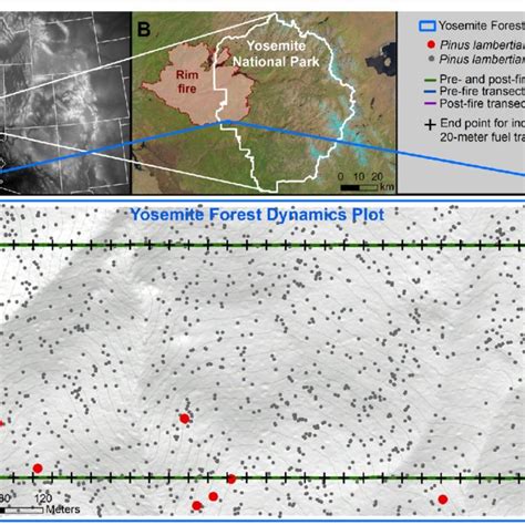 A The Yosemite Forest Dynamics Plot Yfdp Is Located In The Sierra