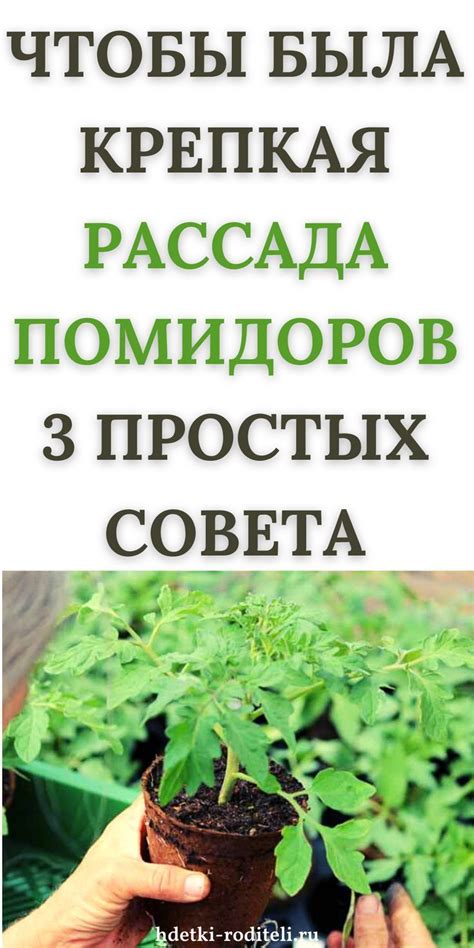 Чтобы была крепкая рассада помидоров 3 простых совета Огород с помидорами Контейнерное