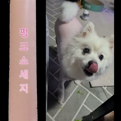 핑크소세지 Youtube