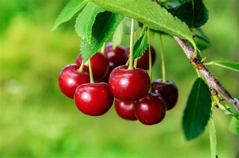 Cherries Fruits Cherry Tree Free Photo On Pixabay