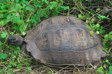 Gopherus Polyphemus Gopher Tortoise The Turtle Hub