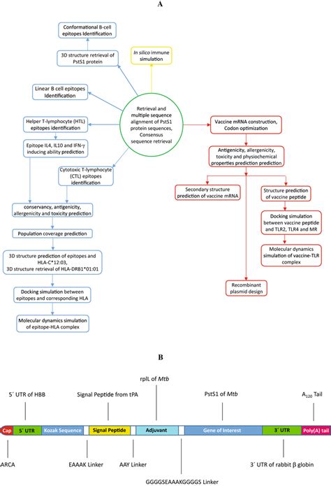 Graphical Presentation Of A Steps Involved In Modeling An MRNA Based Download Scientific