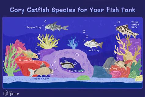 7 Cory Catfish Species For Your Aquarium Tank
