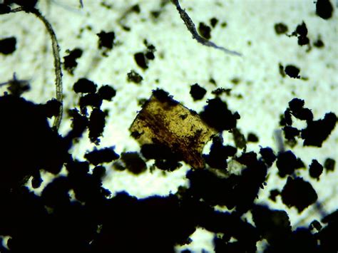 Gpf3 Conodont Element By Pr0teusunbound On Deviantart