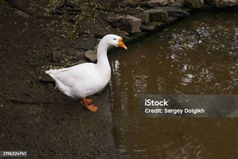 고요한 자연 속에서 흙탕물 가장자리에 서서 잔잔한 오후에 잔잔한 물을 관찰하는 흰 오리 0명에 대한 스톡 사진 및 기타 이미지 0명 거위 새 경관 Istock