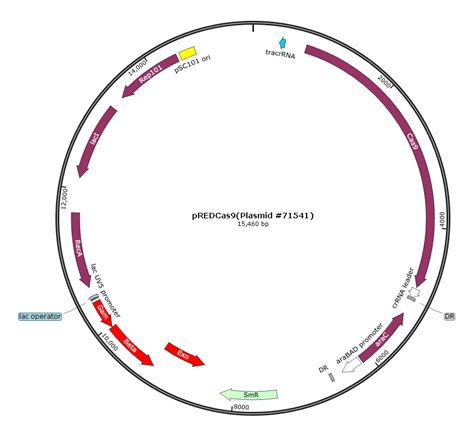 Predcas9 Plasmid 71541 原核编辑质粒 Crispr基因编辑 产品展示 上海海吉浩格生物科技有限公司