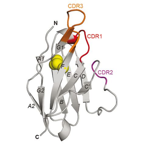 Cipsm Common Fibril Structures Imply Systemically Conserved Protein
