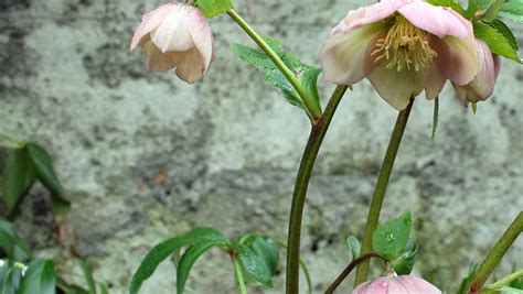 ხარისძირას ეფექტი წონაში კლებისთვის პანაცეა თუ შხამი 08 05 2017 ს Sputnik საქართველო