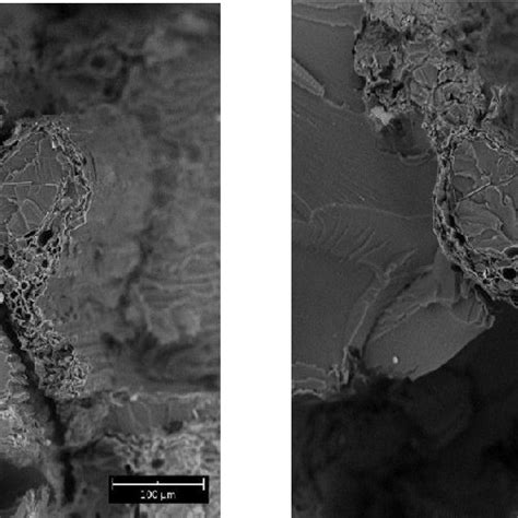 Sem Micrographs Of Fractured Surface Of The Alkali Treated Cellulose