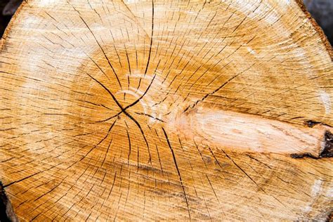 Tree Trunk Cross Section Stock Image Image Of Natural