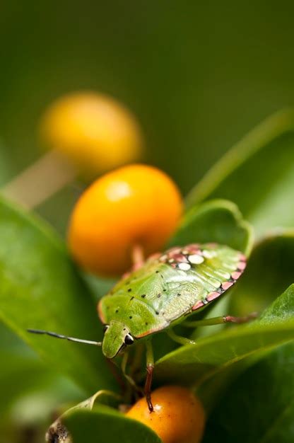 Premium Photo Green Shield Bug With Orange Berry