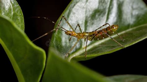 Assassin Bug Nymph Stock Image Image Of Armillatus 195701255