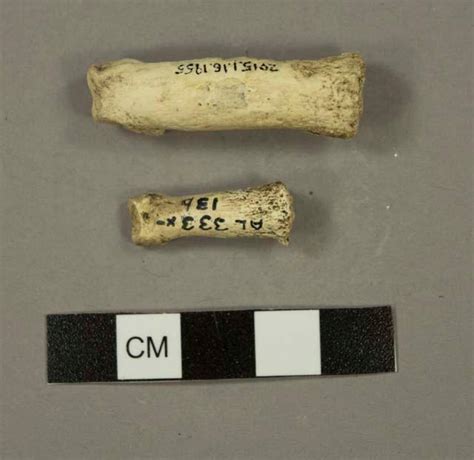 Australopithecus Afarensis Objects Emuseum