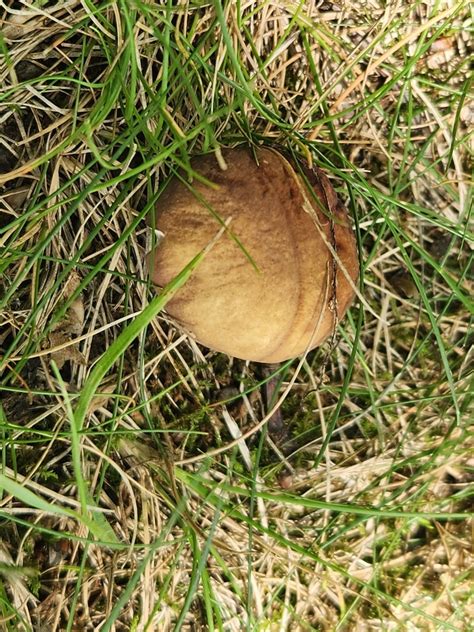 Xanthoconium Affine Maculosus From Portage County Oh Usa On July 6 2023 At 01 56 Pm By