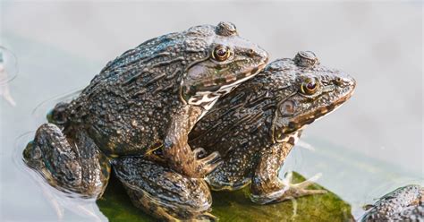 Wild Sex Killed Hundreds Of Ancient Frogs Scientists Say