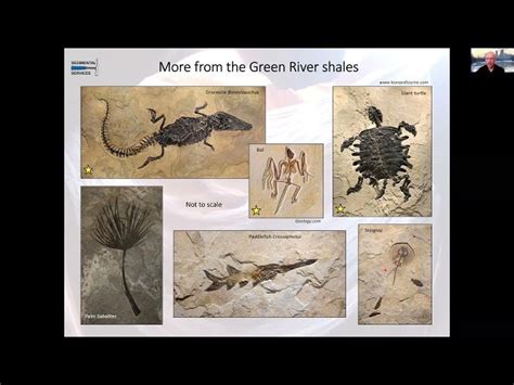 Free Video Extraordinary Modes Of Fossil Preservation From Royal