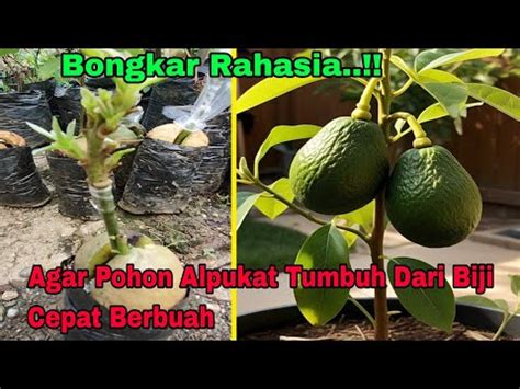 Bongkar Rahasia...!! Cara Agar Pohon Alpukat Cepat Berbuah - YouTube