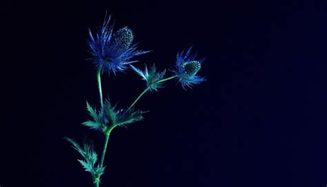 Eric Neveu The Eye Of Photography Magazine